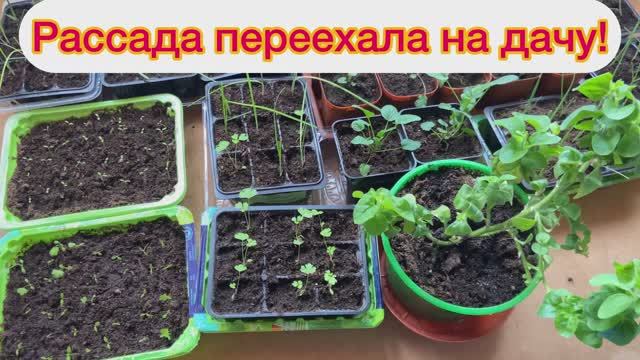 Рассада переехала на дачу 05.04.26