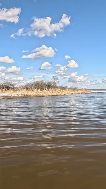 Всполошили чаек