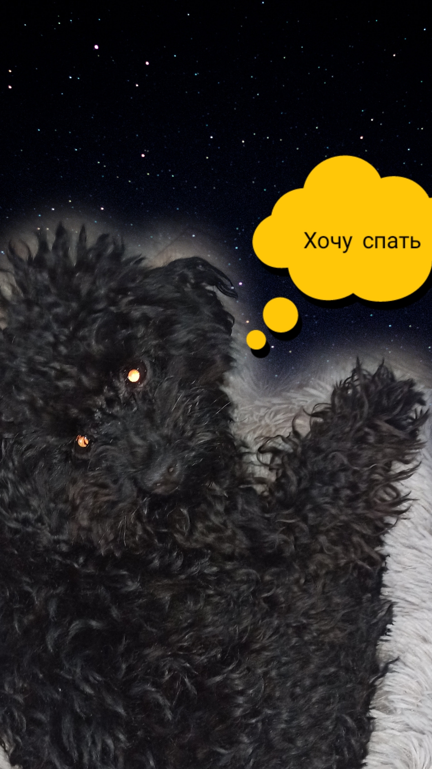 Смешная,сонная Айза🐩😄
