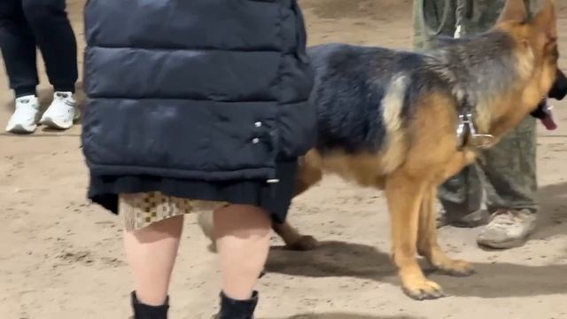 РАБОЧИЙ КОБЕЛИ / КЧК ВОЛОГДА 4 апреля`26 А.Буйнова Моно немецких овчарок