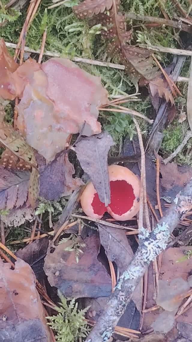 Саркосцифа или красная шапочка