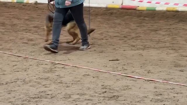 МОЛОДЫЕ СУКИ / КЧК ВОЛОГДА 4 апреля`26 А.Буйнова Моно немецких овчарок