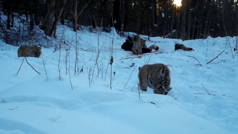 Питание по очереди