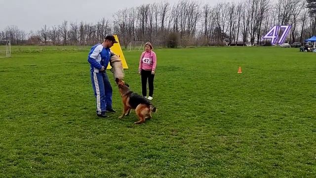 4 Отл. Зависть Богов ОМА +++ №47. КРАСНОДАР 28 марта`26 Моно немецких овчарок