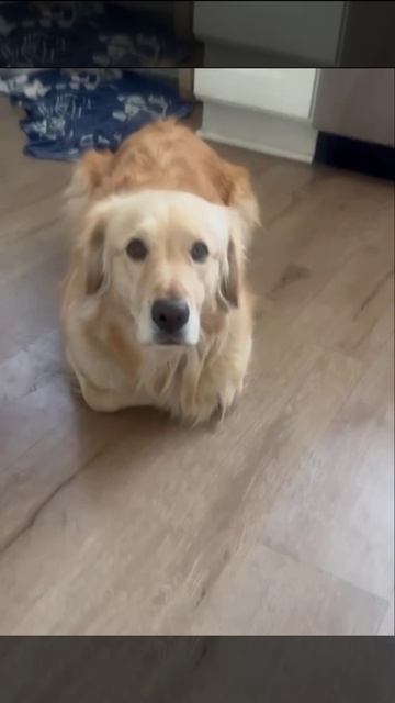 Как понять, что собака выросла с котами