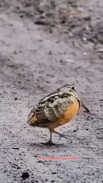 Забавные моменты животные питомцы.