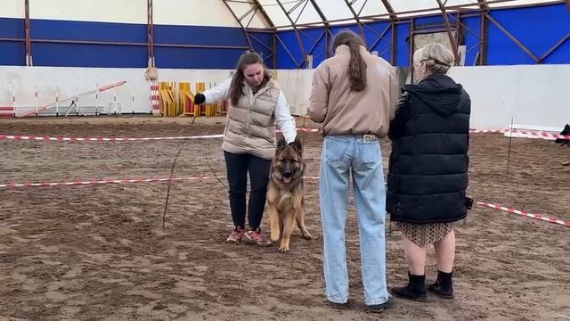 ПОДРОСТКИ СУКИ / КЧК ВОЛОГДА 4 апреля`26 А.Буйнова Моно немецких овчарок
