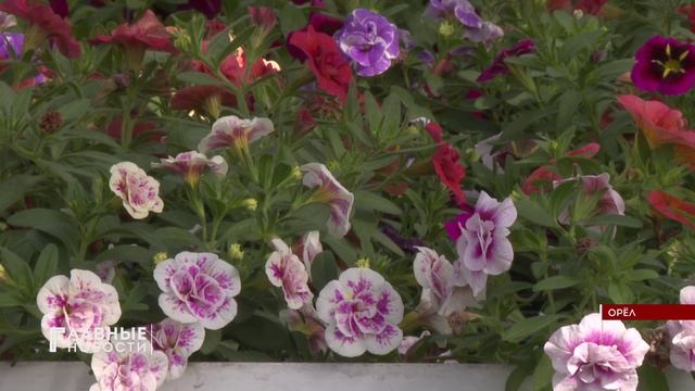 Почти 700 кашпо и более 200 кадок с цветами в конце мая установят на Александровском мосту в Орле.