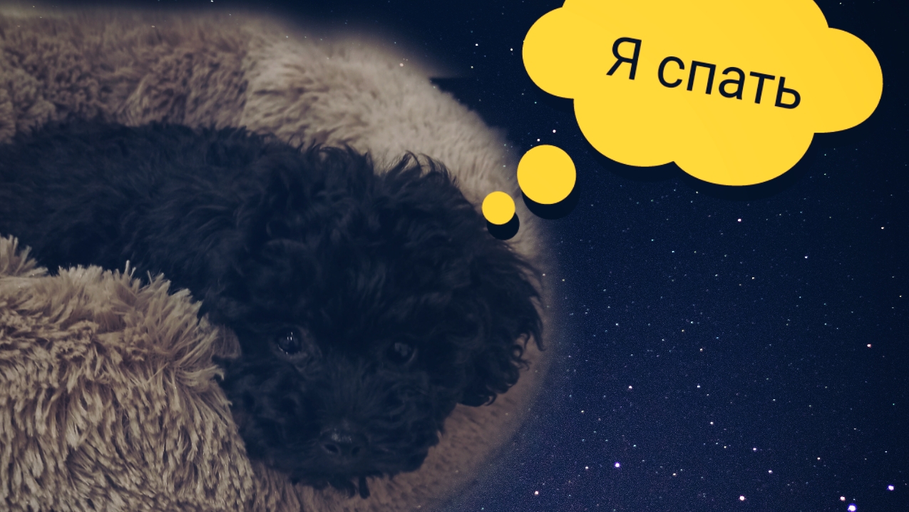 Собачка Айза ложиться спать. 😊