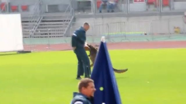 Dasty von Melanchthon TSB №1172  - BSZS 2014