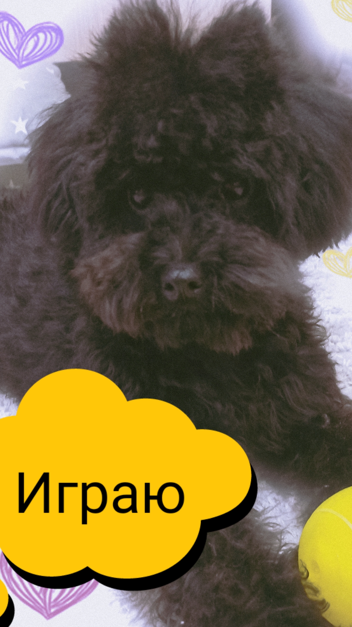 Собака Айза играет в мяч🐩⚽