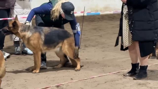 РАБОЧИЙ СУКИ / КЧК ВОЛОГДА 4 апреля`26 А.Буйнова Моно немецких овчарок