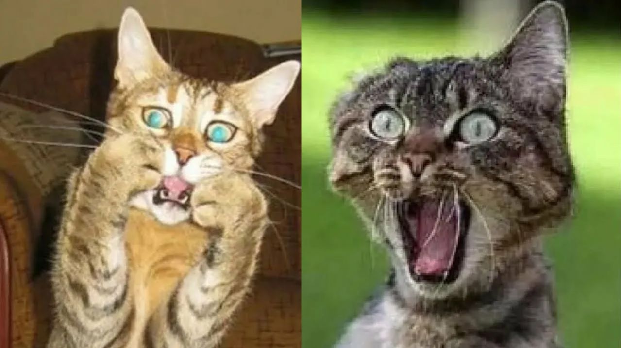 Смешные и забавные животные 😻😺 Лучшие приколы с животными 🐶 Подборка забавных животных