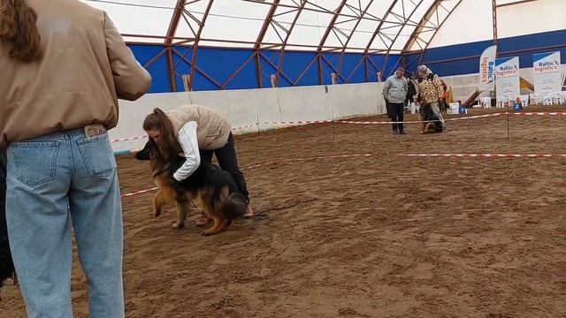 ПОДРОСТКИ КОБЕЛИ ДШ / КЧК ВОЛОГДА 4 апреля`26 А.Буйнова Моно немецких овчарок