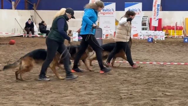 ЮНИОРЫ КОБЕЛИ / КЧК ВОЛОГДА 4 апреля`26 А.Буйнова Моно немецких овчарок