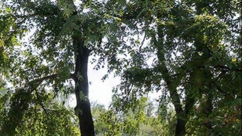 золотая осень в парке 15-10-2025