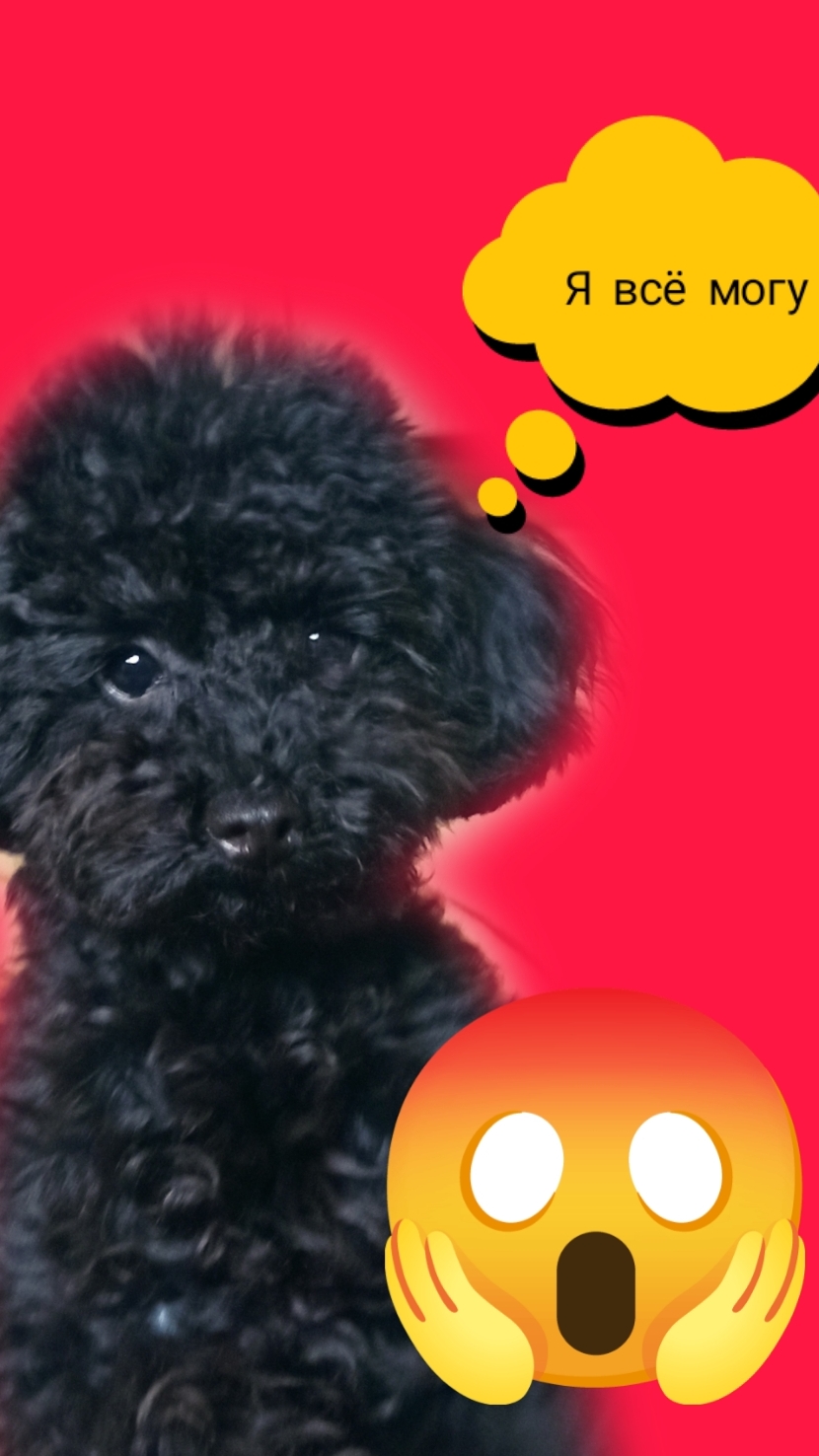 Способная собачка Айза 🐩