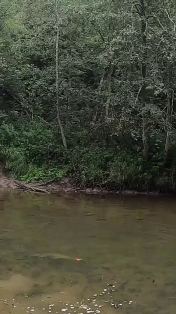 Щука на спиннинг