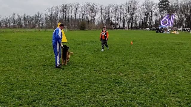 3 Отл. ЭЛЬЗА ДЛЯ СОЗВЕЗДИЯ ЛЬВОВ +++ №61. КРАСНОДАР 28 марта`26 Моно немецких овчарок