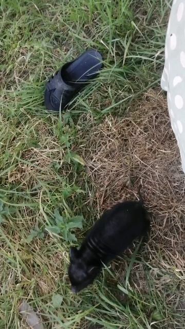 Счастливый поросеночек)