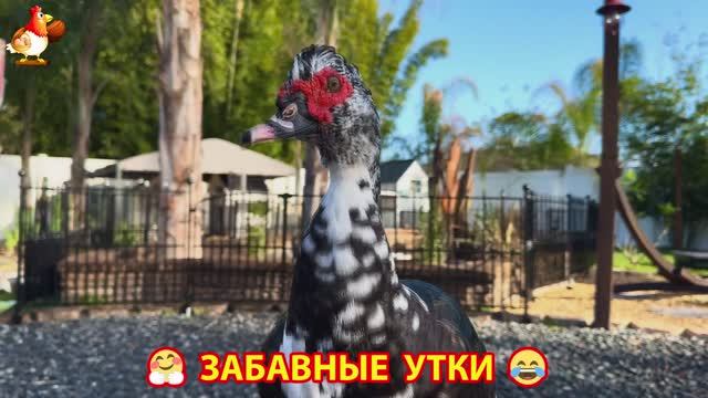 Забавные утки мускусные и пекинские на свободном выгуле со своими друзьями ч.(381) ❣️🤗😂