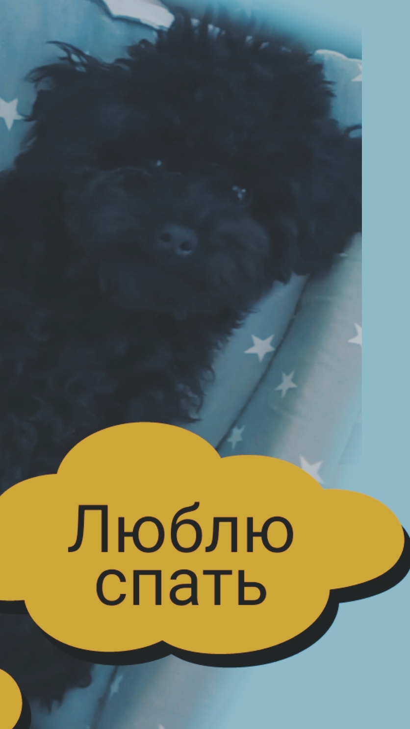 Собачка Айза любит спать 🐩