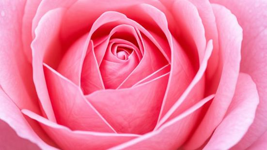 Роза Кордана , обзор 07-04-2026