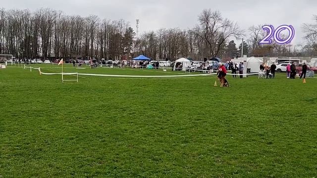 1 Отл. КЧК RUDI v. Team Valtenberg Лучшая защита! №20. КРАСНОДАР 28 марта`26 Моно немецких овчарок