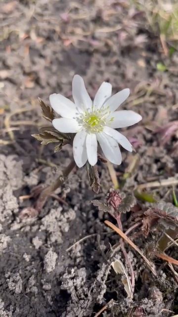 ☀️ Весна пришла — пора на Алтай! 🌳