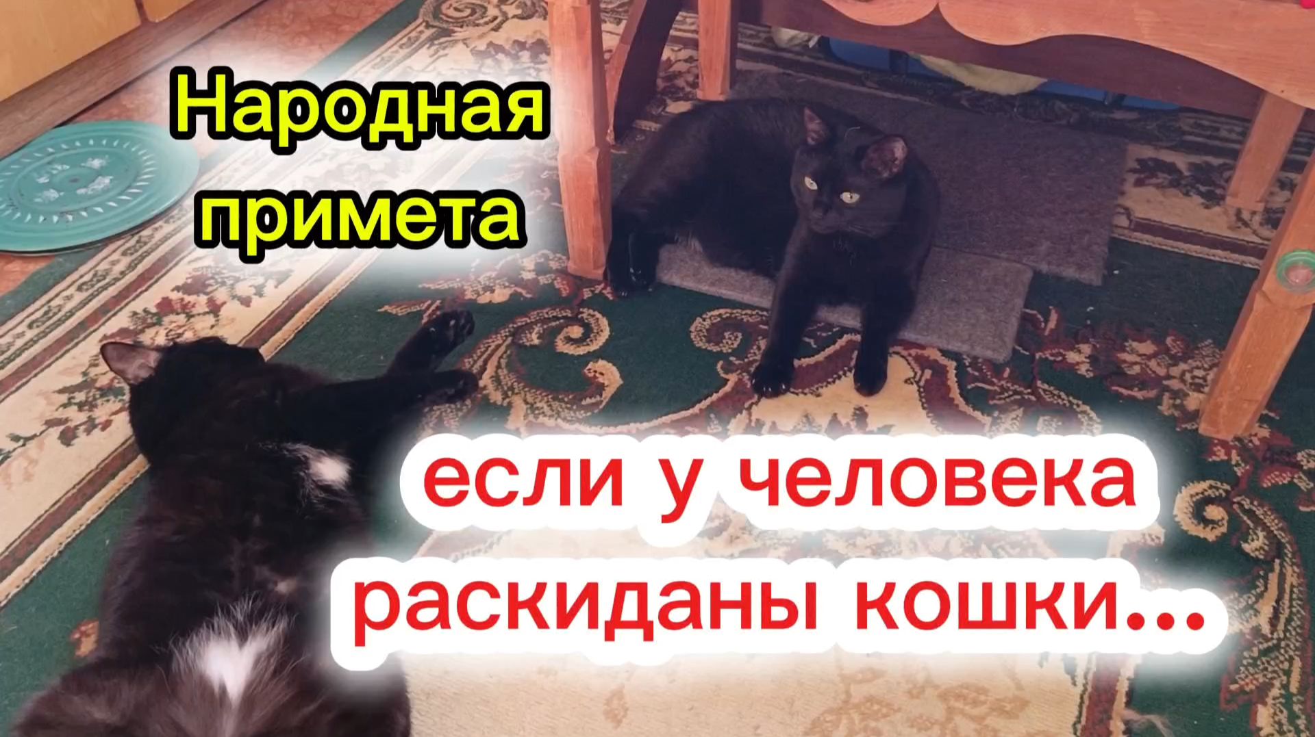 НАРОДНАЯ ПРИМЕТА про КОШЕК.