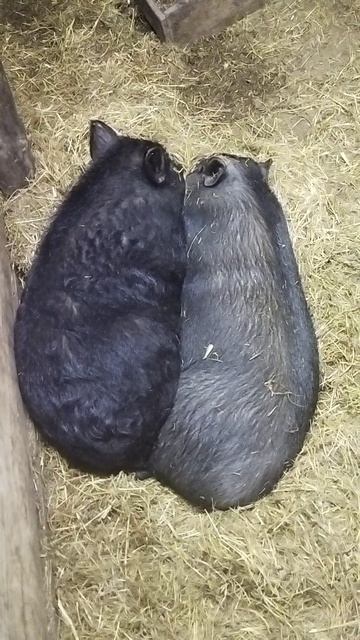 милота) вьетнамские вислобрюхие свиньи. Бекон и Нюша, еще подростки. 2025г