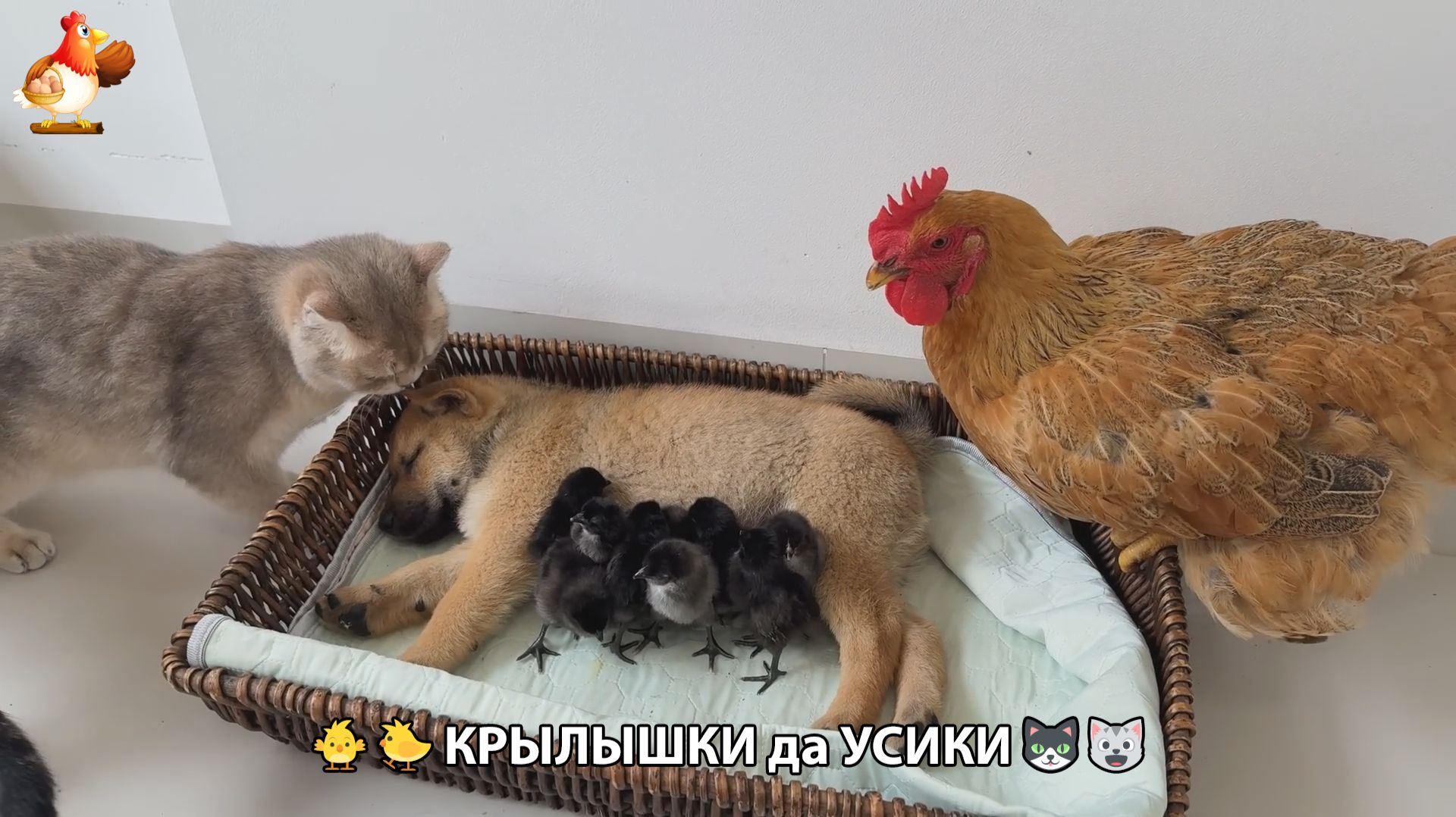 Утята и Цыплята - Кошки и котята, Собаки и щенята 343 Хвостики да Усики ❣️