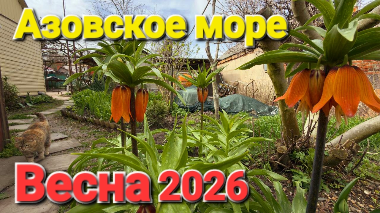 Деревенская жизнь у Азовского моря. #Голубицкая Весенний сад, огород. В ожидании лета