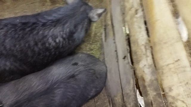 Так начиналось свиноводство в моем случае. Пара вьетнамцев на племя и 3 мангалицы на откорм.