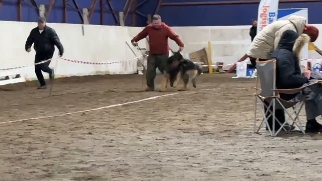 РАБОЧИЙ КОБЕЛИ ДШ / КЧК ВОЛОГДА 4 апреля`26 А.Буйнова Моно немецких овчарок