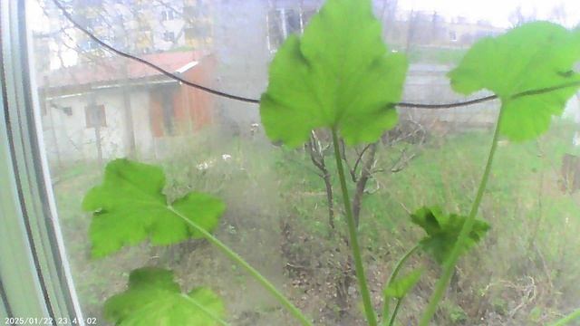 Обзор нашего САМОГО ПЕРВОГО (в этом году) кабачкового растения