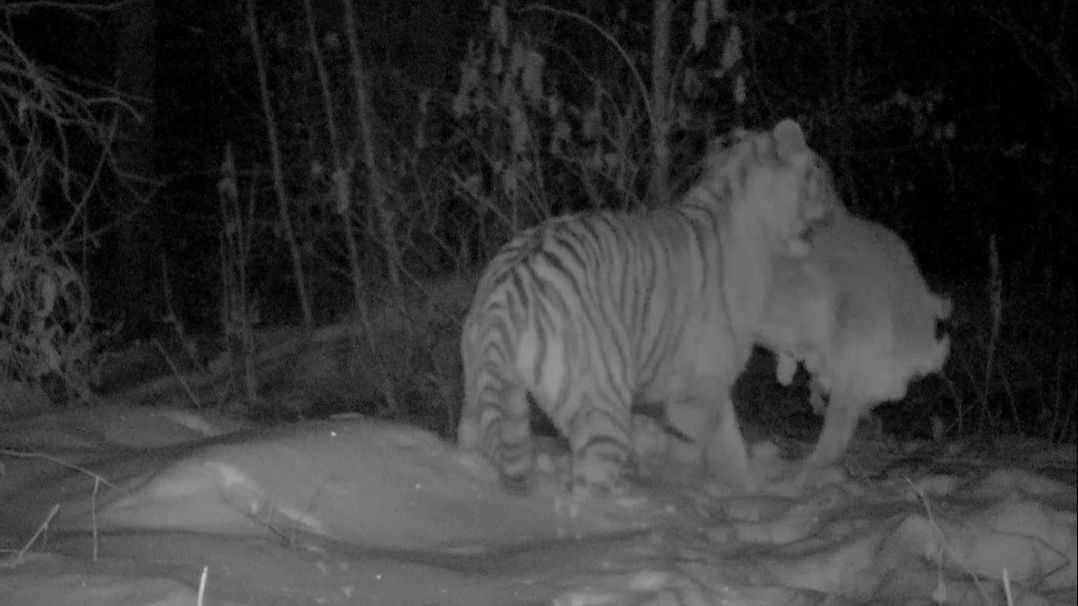 Тигрица уносит мясо