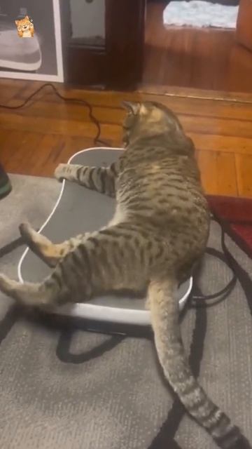 Котофей и пылесос.😻Веселые котики. Коты хулиганы! Невероятные трюки! #кот #хулиган #трюк #short