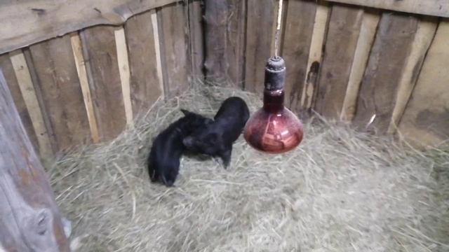 Бекон и Нюша в детстве. Нюша себя в обиду не даст)