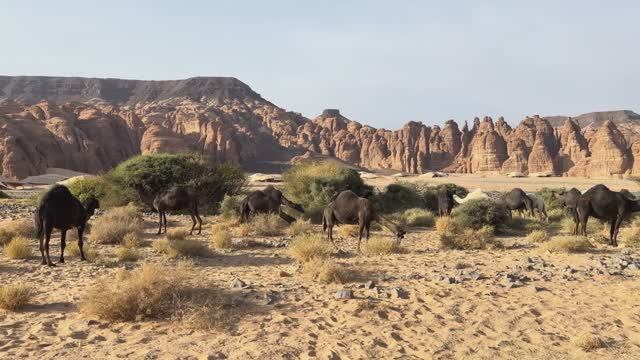 Верблюды в горах Аль-Улы, Саудовская Аравия | Николай Лилин