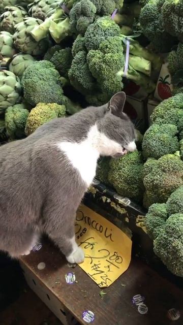 Среди котов тоже есть веганы