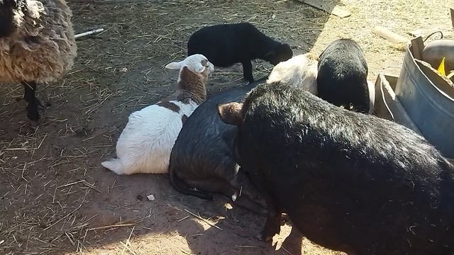 вьетнамская нянька)