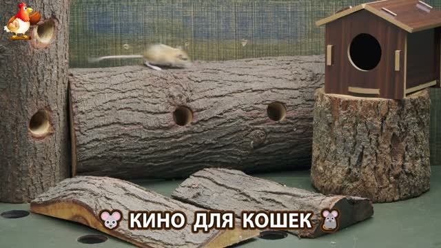 Видео для кошек про крысок развлекать питомцев 🐭🐀😂 (497)