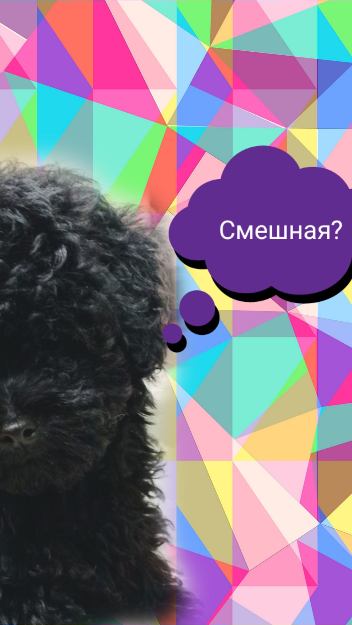 Смешная собачка Айза 🐩