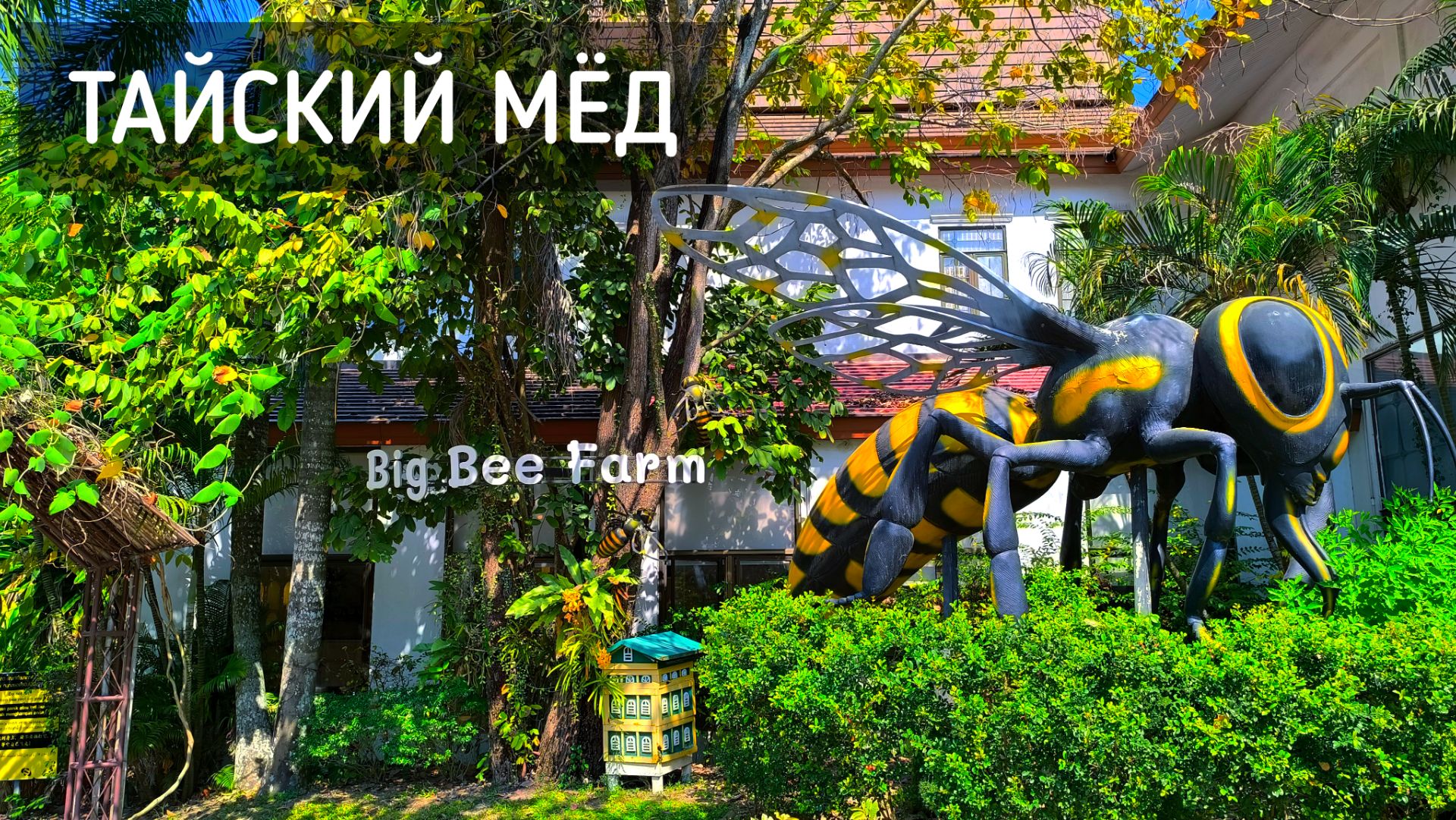 Тайский мёд с пчелиной фермы в Паттайе 🍯 Big Bee Farm Pattaya 2025 / We buy Thai honey #мёд #пчёлы