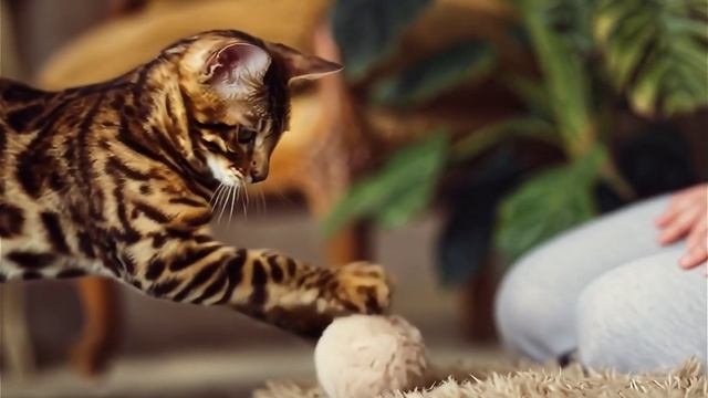 Бенгальская кошка