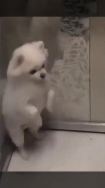 Главное - выбрать безопасное расстояние для лая