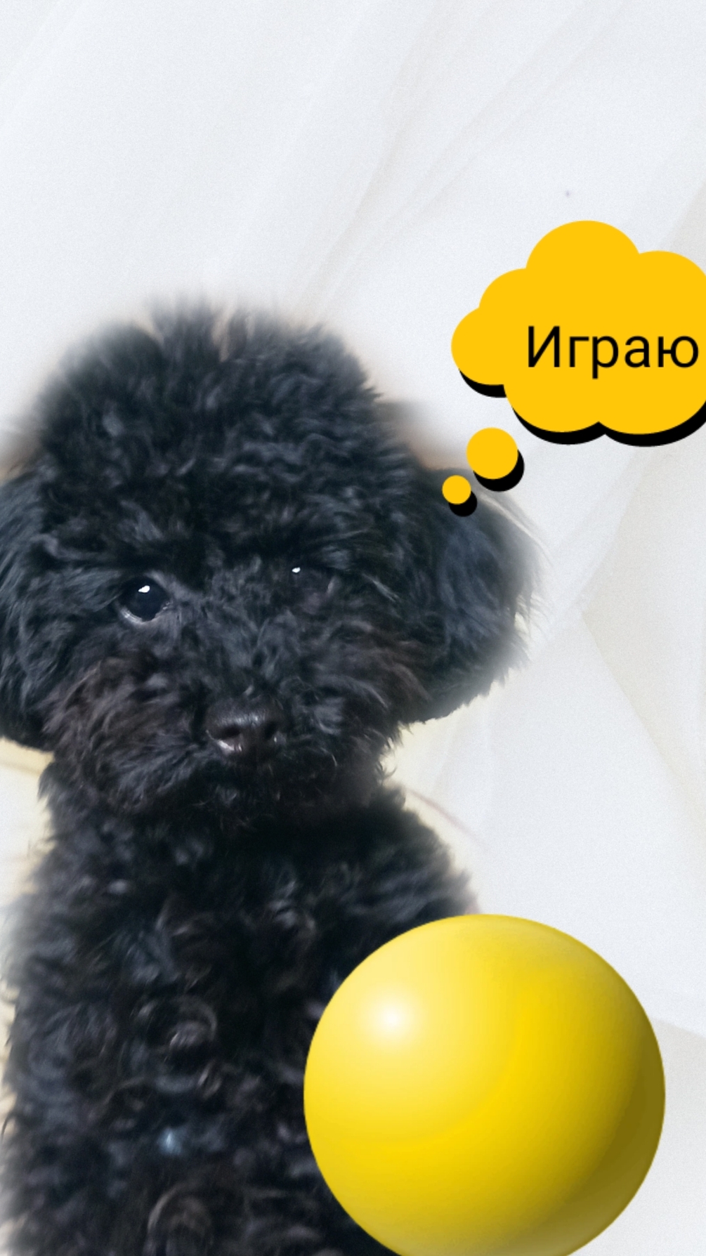 Собачка Айза и её любимые игрушки. 🐩