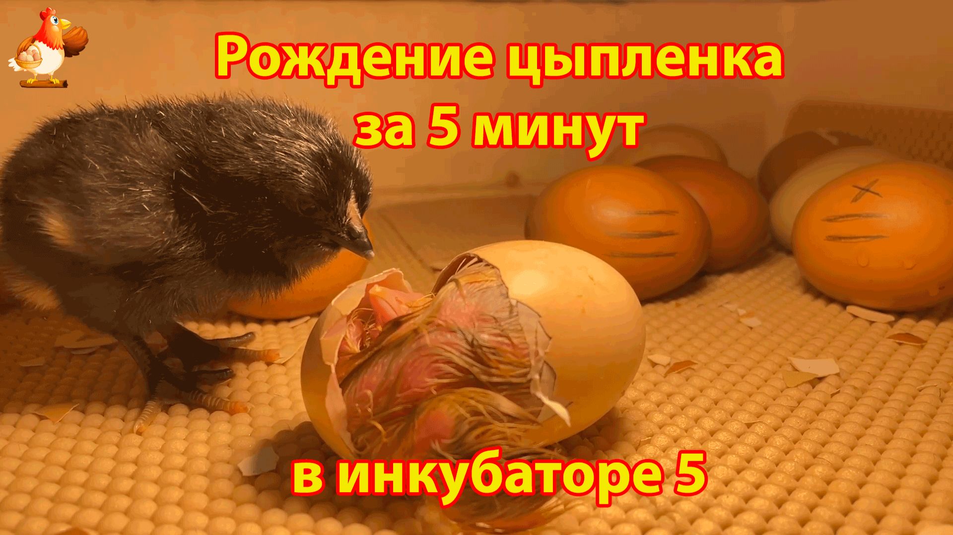 Рождение цыпленка за 5 минут в инкубаторе 5