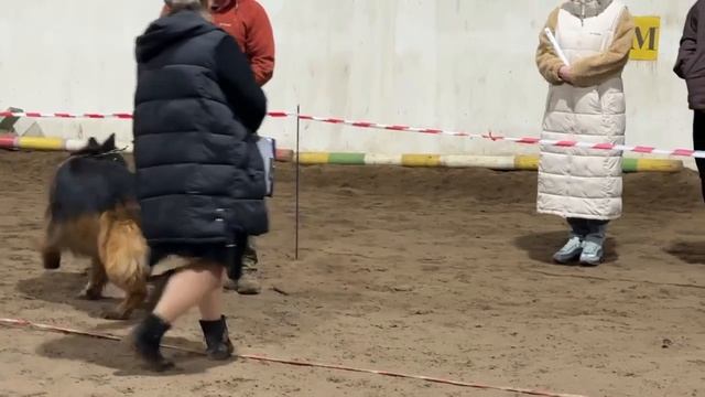 РАБОЧИЙ КОБЕЛИ ДШ / КЧК ВОЛОГДА 4 апреля`26 А.Буйнова Моно немецких овчарок